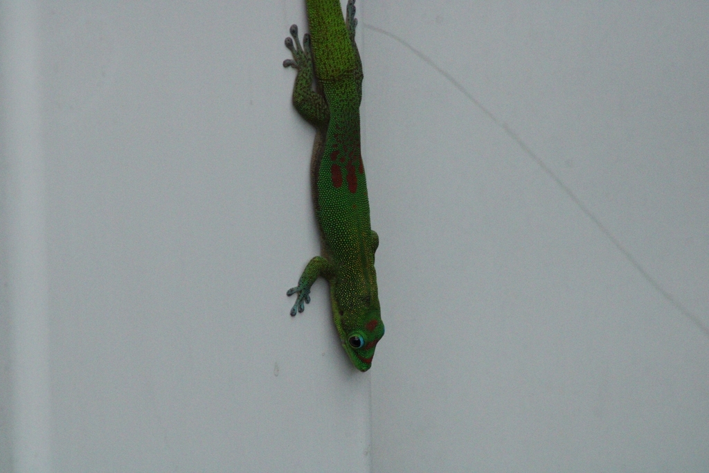Gold Dust Day Gecko from Kuliouou - Kalani Iki, Honolulu, HI, USA on ...