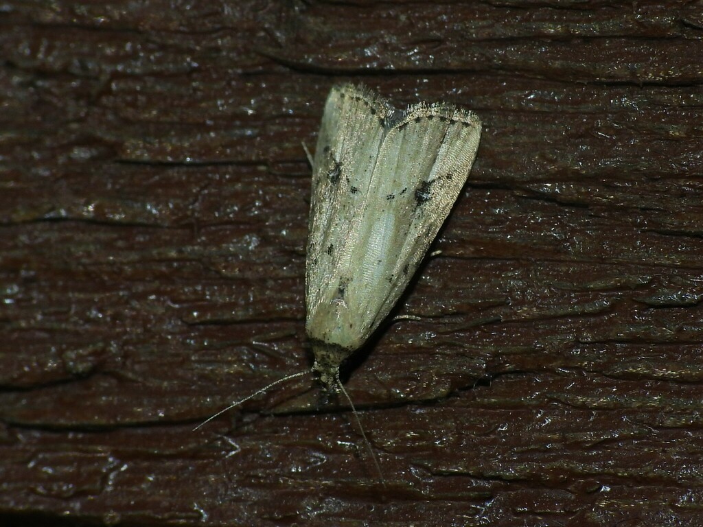 Luceria oculalis from Coomba Park NSW 2428, Australia on January 31 ...