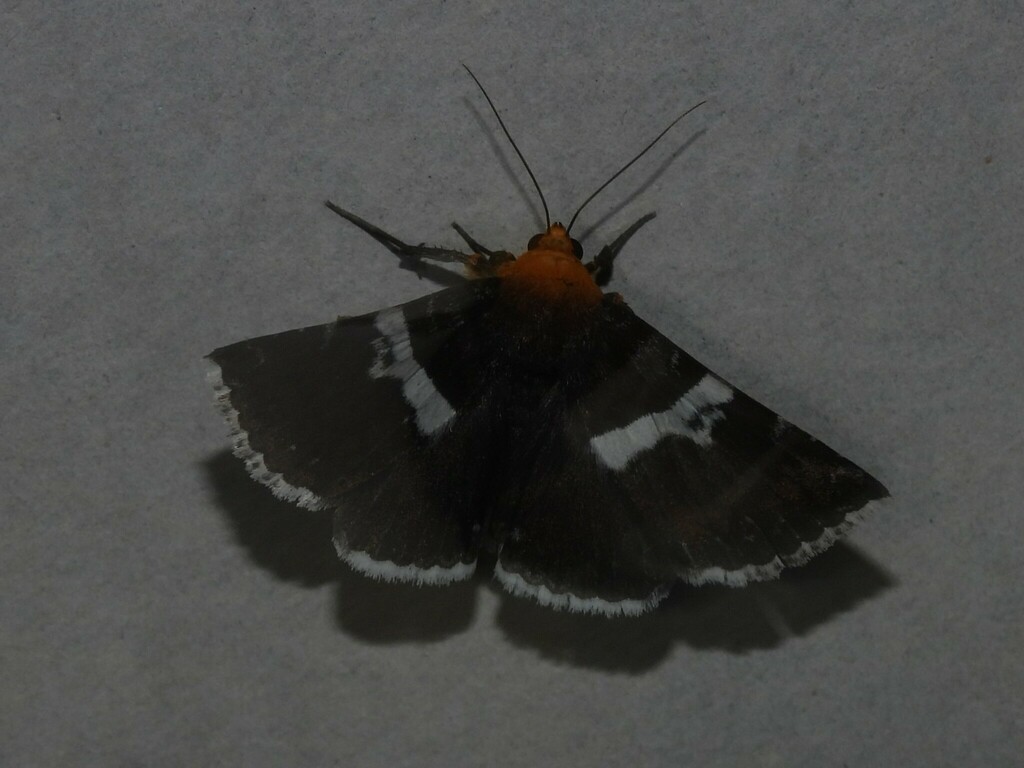 Buzara frontinus from Coomba Park NSW 2428, Australia on January 31 ...