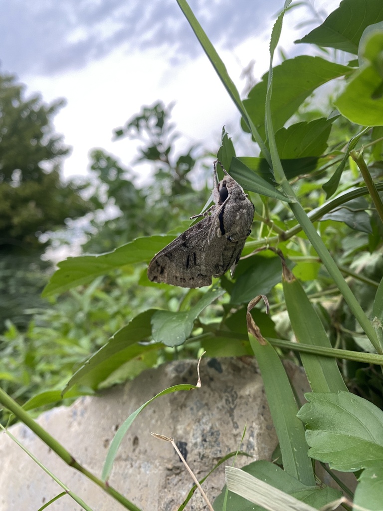 Plain grey hawkmoth from 本州, 久喜市, 埼玉県, JP on September 7, 2023 at 05:40 ...