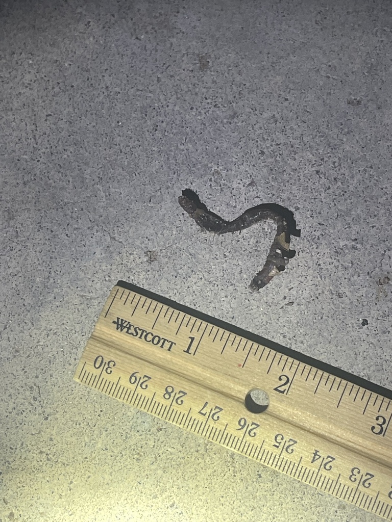 Typical Earthworms in January 2025 by jackonnugget · iNaturalist