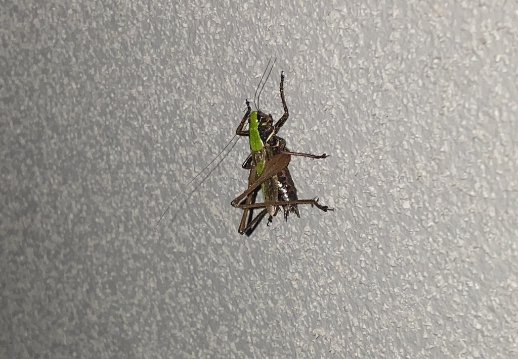 Eobiana engelhardti from 本州, 久喜市, 埼玉県, JP on July 16, 2023 at 07:33 PM ...