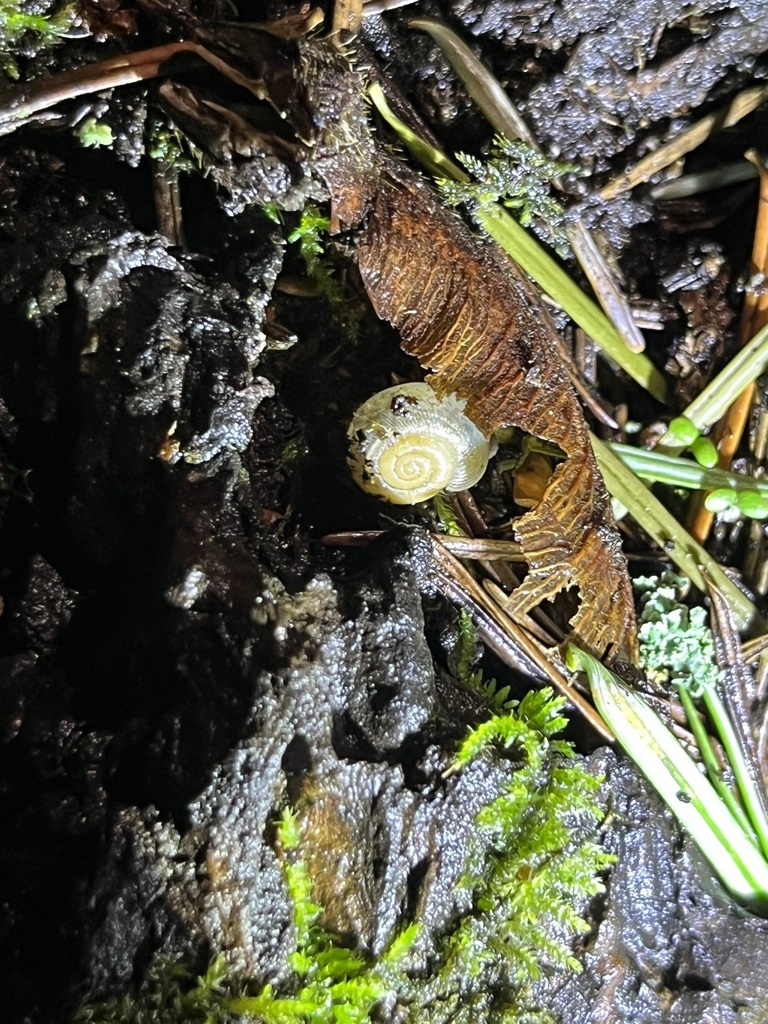 Beaded Lancetooth Snail from Carkeek Park, Seattle, WA, US on January ...