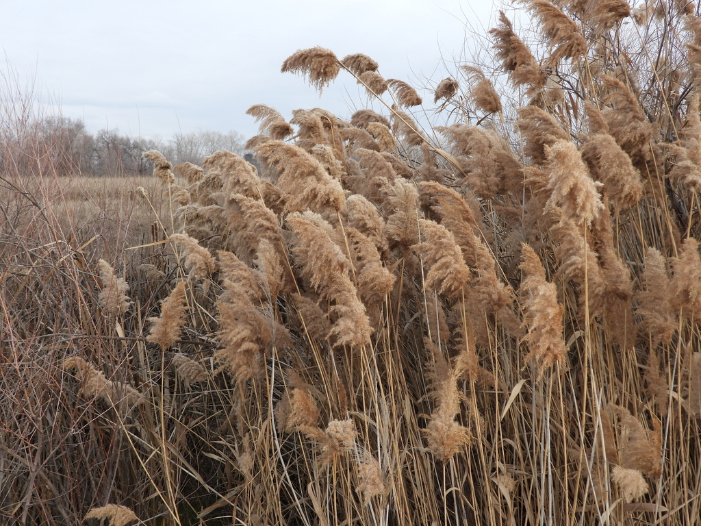 common reed from Yakima, WA, USA on January 31, 2025 at 04:06 PM by ...