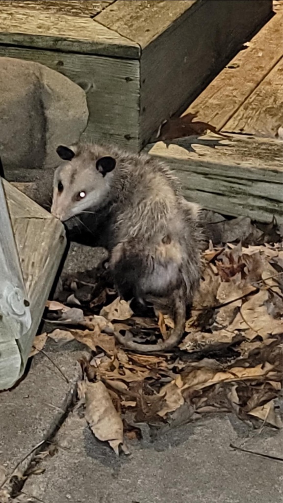 Virginia Opossum from S Missouri St, Toledo, IL, US on January 31, 2025 ...