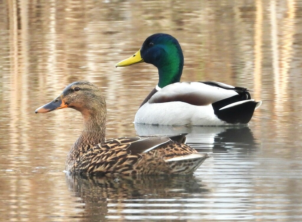 Mallard from Yakima, WA, USA on January 31, 2025 at 04:27 PM by ...
