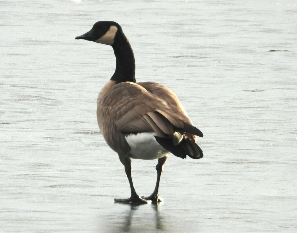 Canada Goose from Union Gap, WA 98903, USA on January 31, 2025 at 04:44 ...