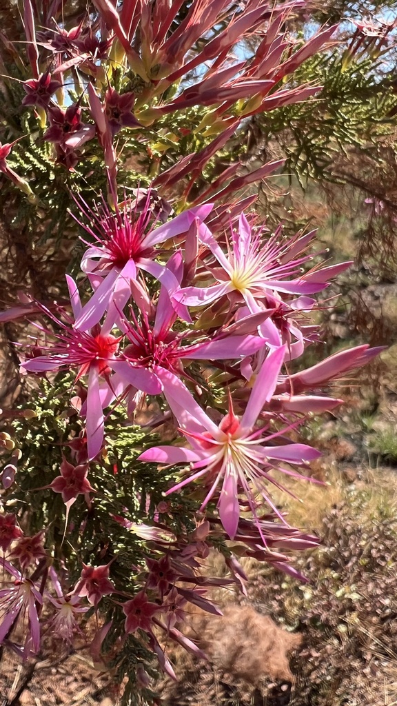Turkey Bush from Limmen National Park, McArthur, NT, AU on July 10 ...