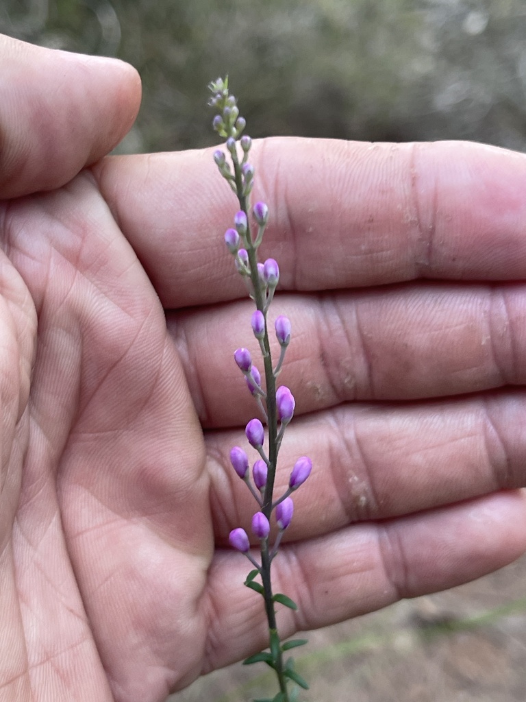 Pink Matchheads from Kenthurst, NSW, AU on February 1, 2025 at 04:08 PM ...