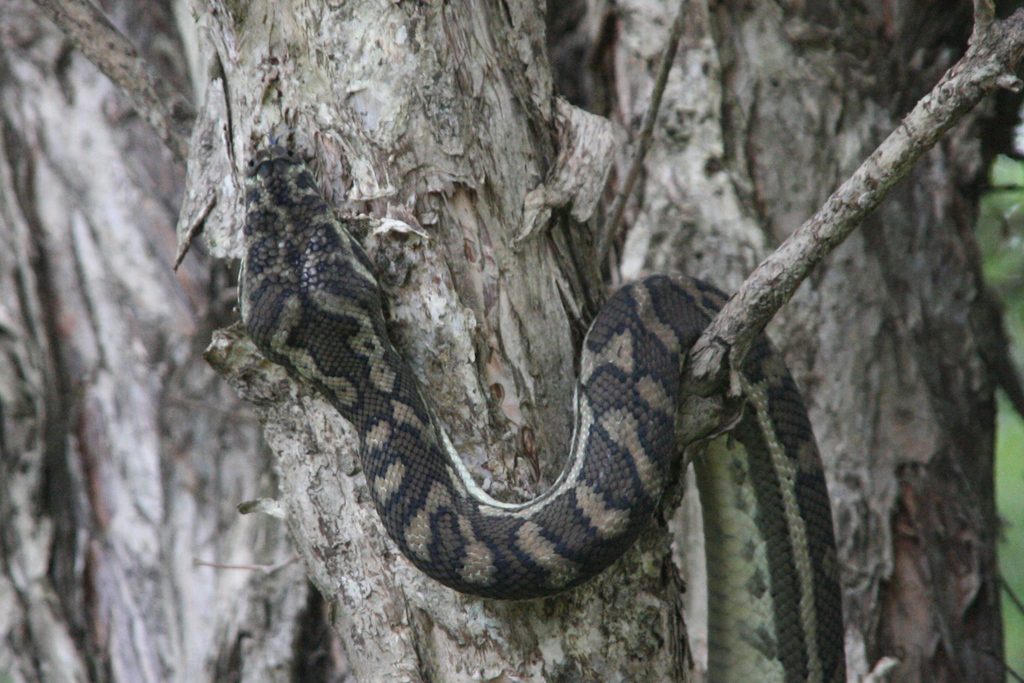 Coastal Carpet Python from Brisbane QLD, Australia on February 01, 2025 ...
