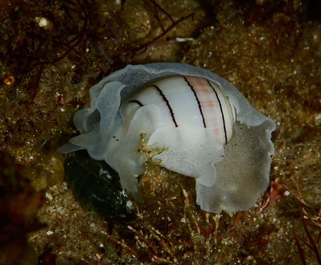 Pink Bubble Snail from Serenity Bay, Emerald Beach, NSW, AU on January ...