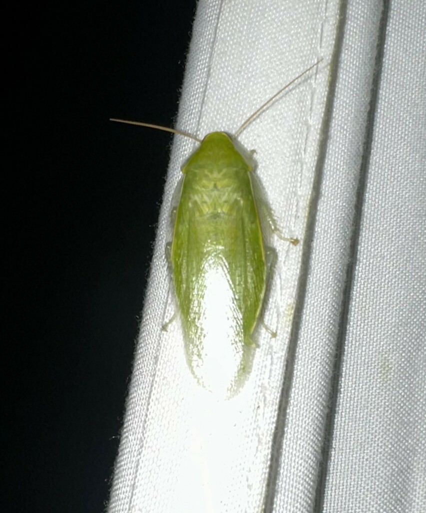 Banana Cockroach from Solon Dixon Forestry Education Center, Escambia ...