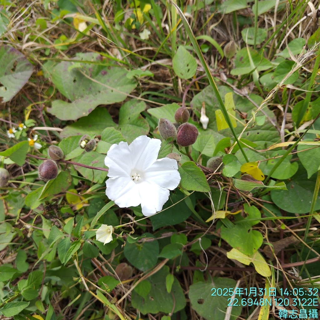 Turpeth from 813台灣高雄市左營區尾北里 on January 31, 2025 at 02:05 PM by 韓志昌 ...