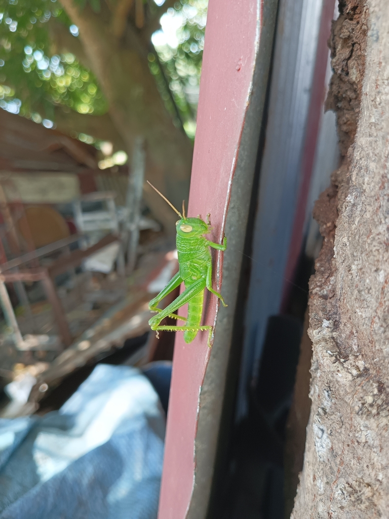 Melicodes tenebrosus from Taytay on February 1, 2025 at 01:48 PM by ...