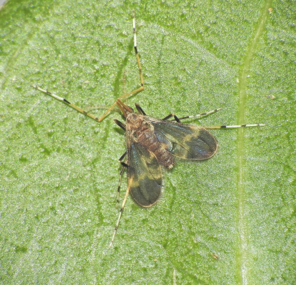 Gall and Forest Midges from Talegalla Weir QLD 4650, Australia on ...