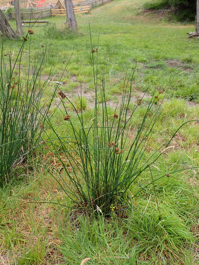 Great Soft-rush from Waikanae, New Zealand on February 1, 2025 at 01:26 ...