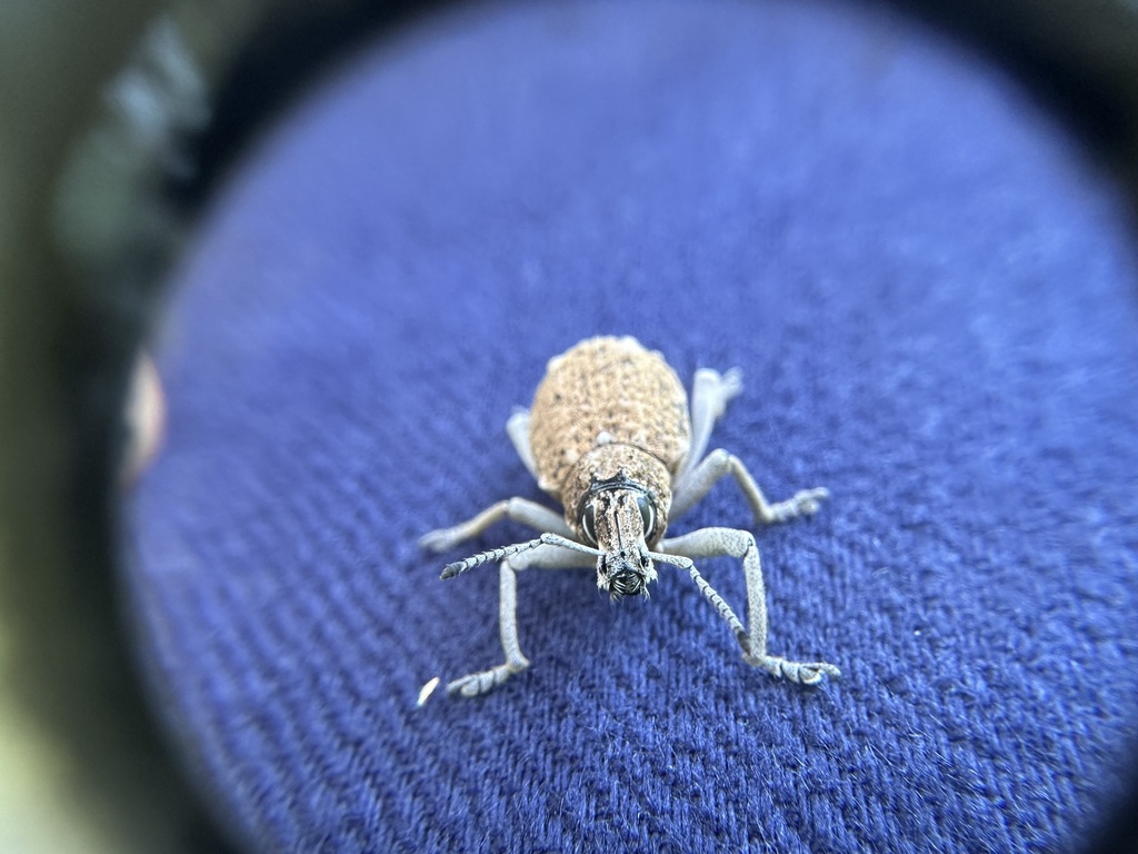 Leptopius from Cecil Park, NSW, AU on October 25, 2024 at 11:09 AM by ...