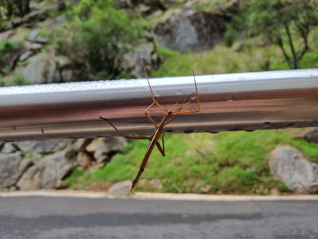 Spur Legged Phasmid from Jenolan NSW 2790, Australia on January 30 ...