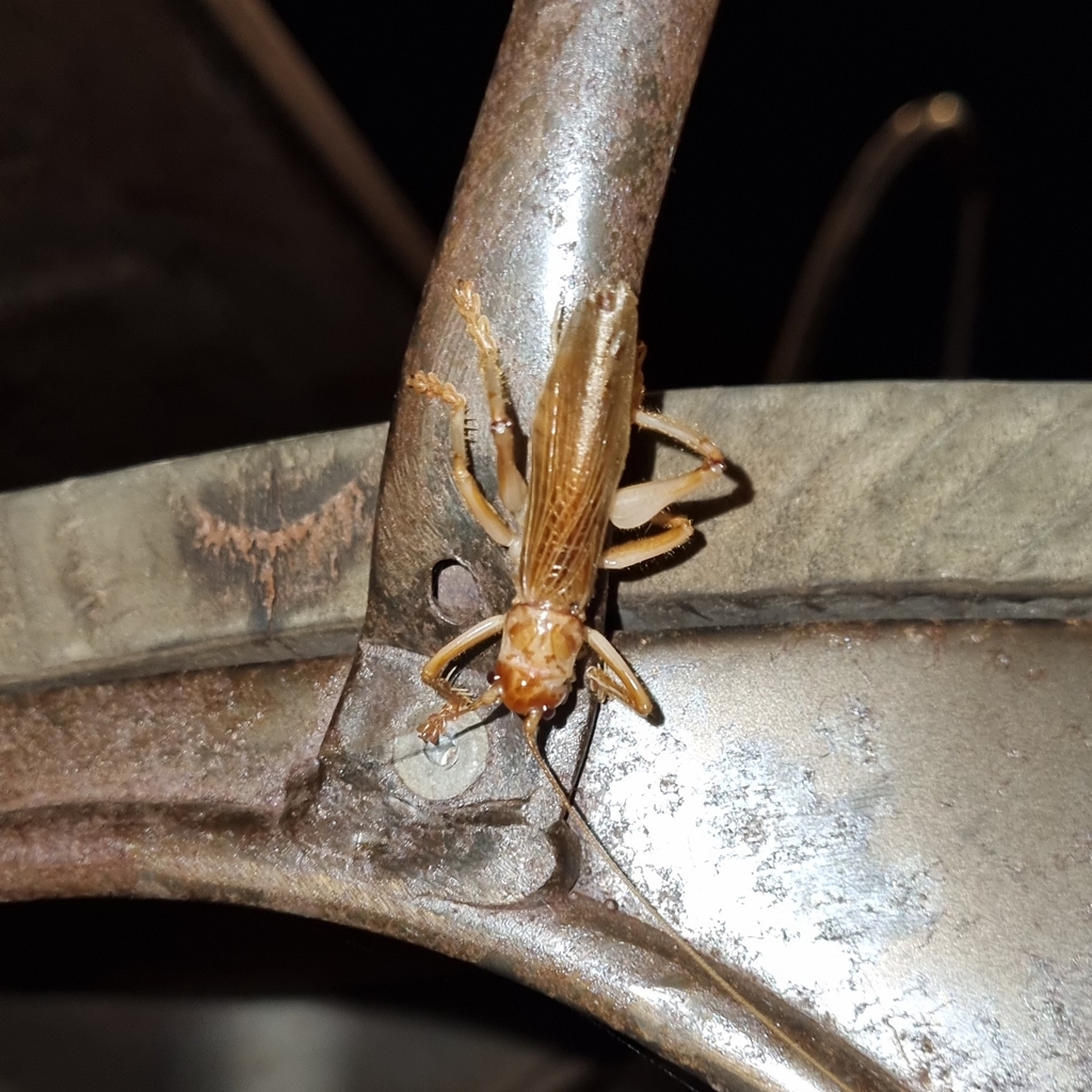 Australian raspy cricket from Auckland, NZ on February 01, 2025 at 09: ...