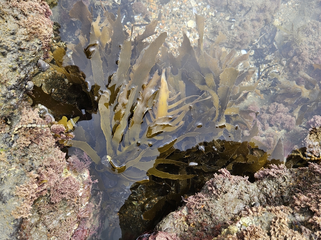 Common Kelp from Auckland, New Zealand on February 1, 2025 at 04:24 PM ...