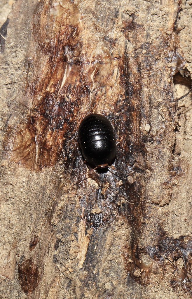 Pill Cockroaches from Changjiang, Hainan, CN on January 30, 2025 at 09: ...