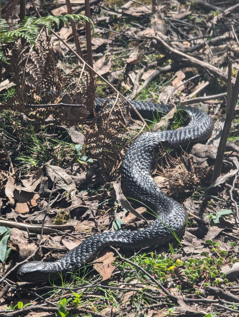 Tiger Snake from Sandfly TAS 7150, Australia on October 29, 2024 at 11: ...