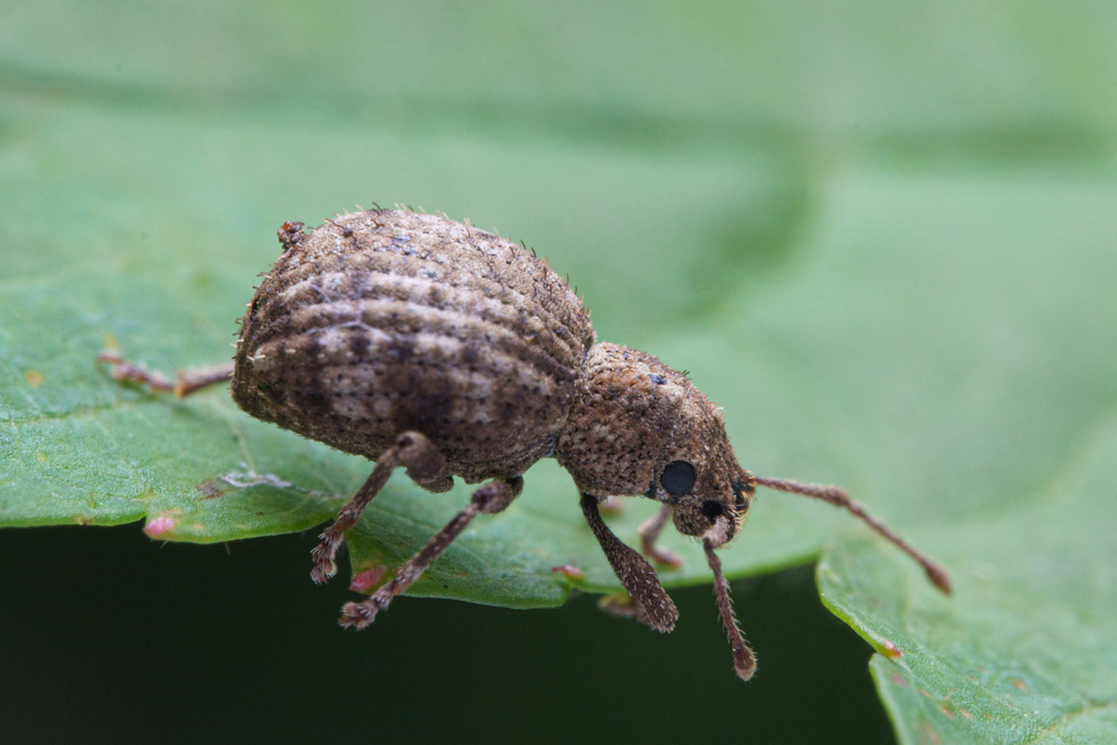 Calomycterus obconicus from 中国浙江省杭州市临安区 on May 09, 2024 at 11:28 AM by ...