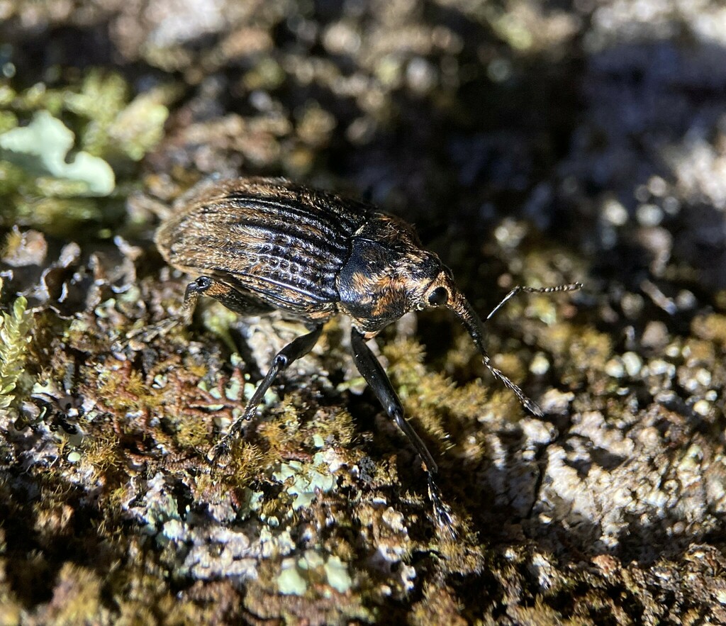 Elephant Weevil from Eastbourne, Lower Hutt 5013, New Zealand on ...
