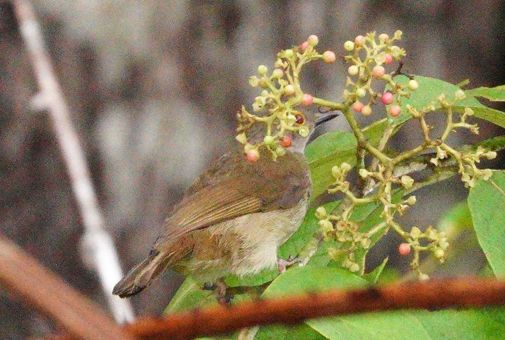 Spectacled Bulbul from Borneo Tropical Rainforest Resort, Miri, Sarawak ...