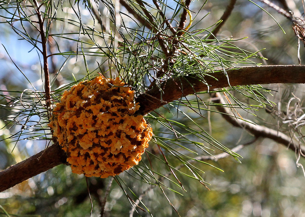 Pine-oak gall rust (Evan’s Mycology Guide) · iNaturalist