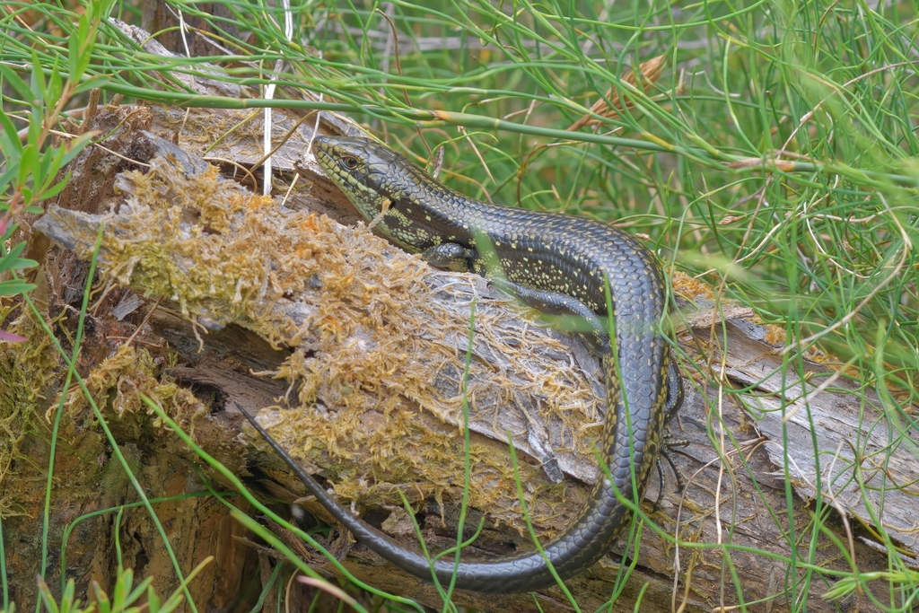 Western Mourning Skink from Walpole WA 6398, Australia on January 4 ...