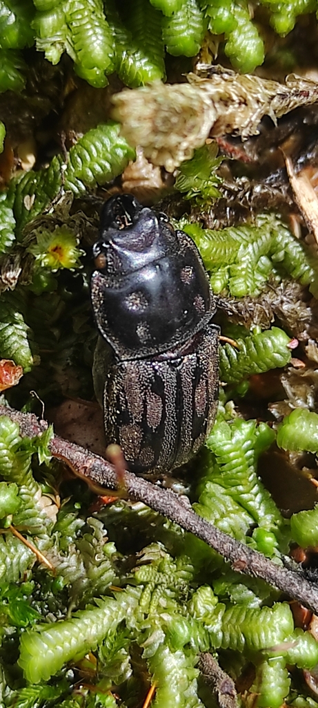 New Zealand Reticulated Stag Beetle in February 2025 by Janelle ...