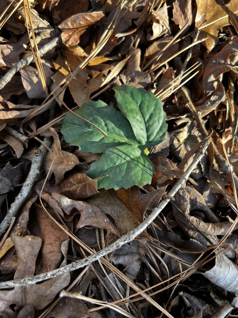 Two-leaved Toothwort from Gwinnett County, GA, USA on January 29, 2025 ...