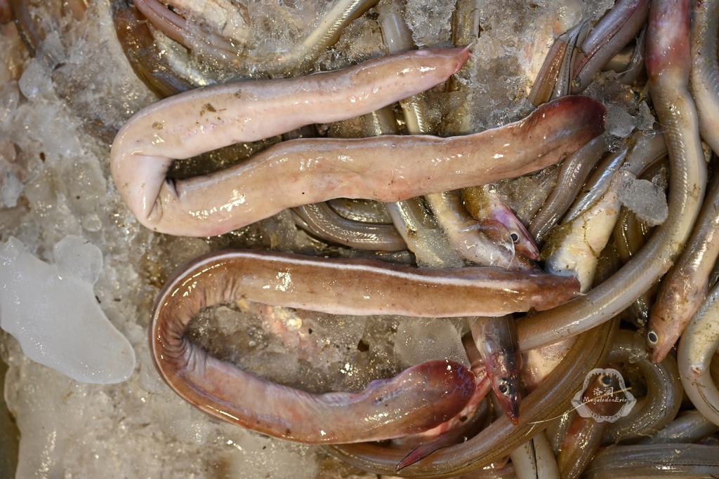 Inshore Hagfish (Eptatretus burgeri) - Marine Life Identification