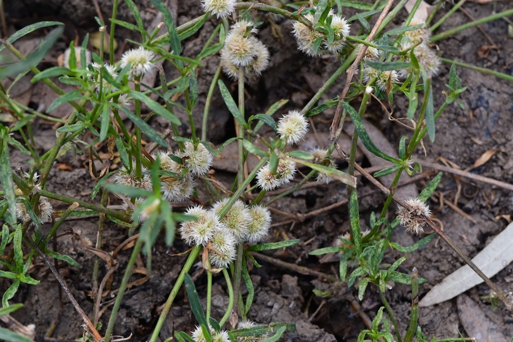 Lesser Joyweed from Normanton (B&W #119) QLD 4890, Australia on July 12 ...