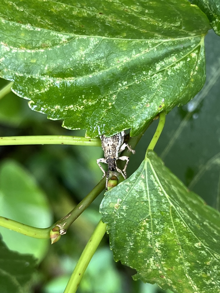 Episomus mori in February 2025 by Nakatada Wachi · iNaturalist