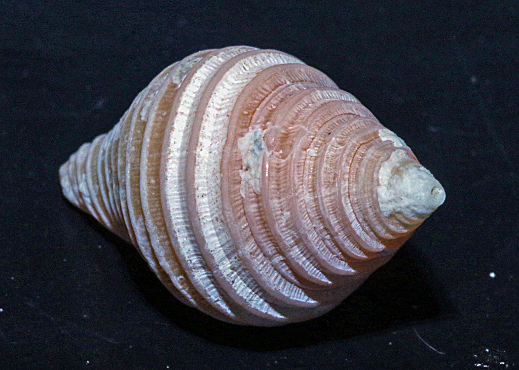 Borsoniidae from Tantabiddi, Exmouth, WA, Australia on January 29, 2025 ...