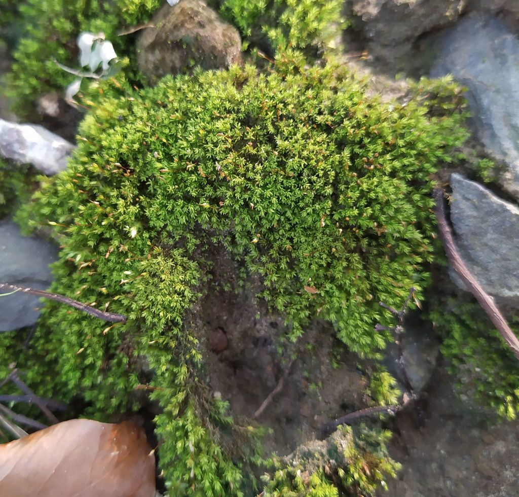 Pottiaceae from Kaohsiung, Kaohsiung, Taiwan on July 30, 2019 at 03:46 ...