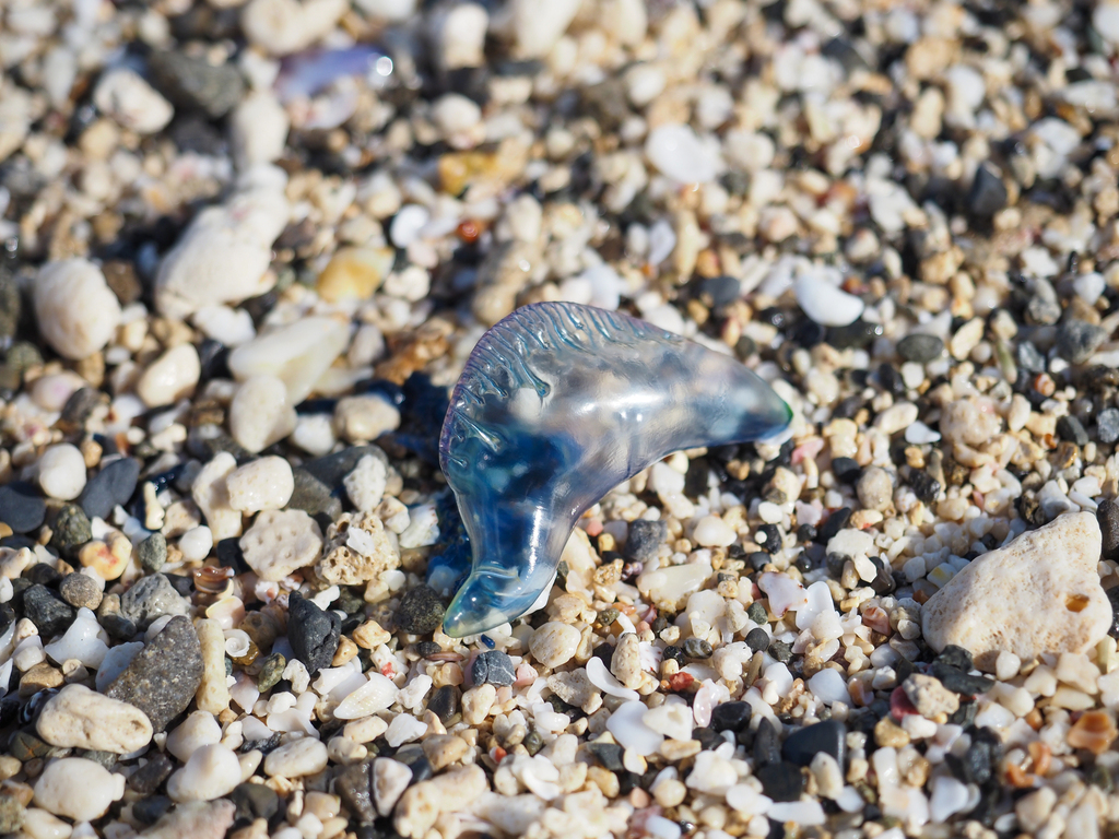 Portuguese Man o' War from Amami Ōshima, Kagoshima, Japan on December ...