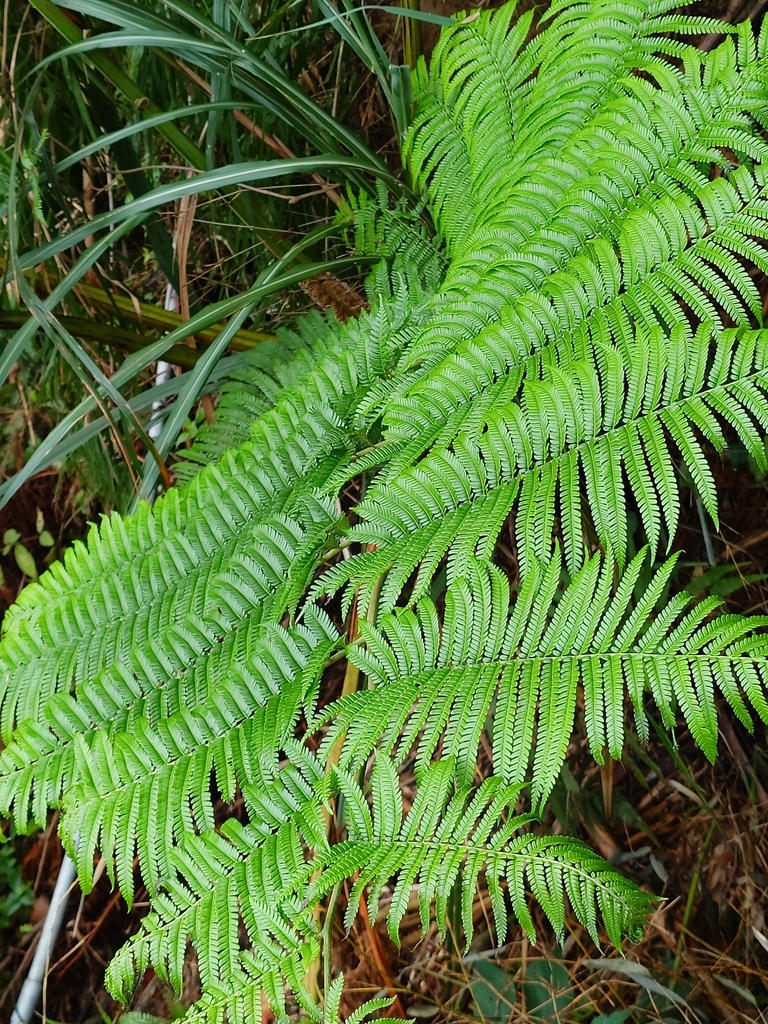 Flying Spider Monkey Tree Fern from 300台灣新竹市東區金山里 on February 1, 2025 ...