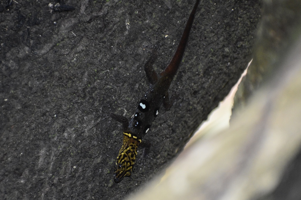 Eyespot Gecko from Tobago, Trinidad and Tobago on January 24, 2025 at ...