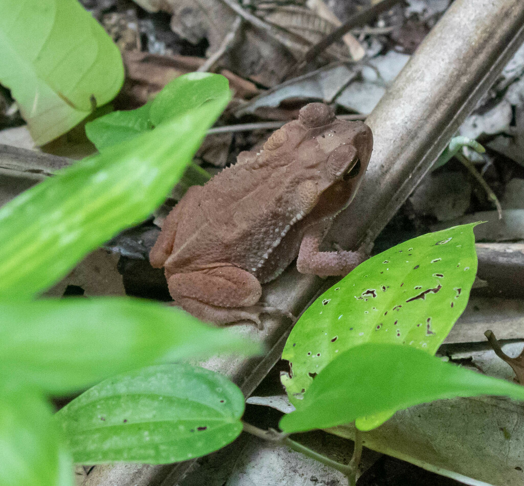 Central American Toads from Orange Walk District, Belize on January 20 ...