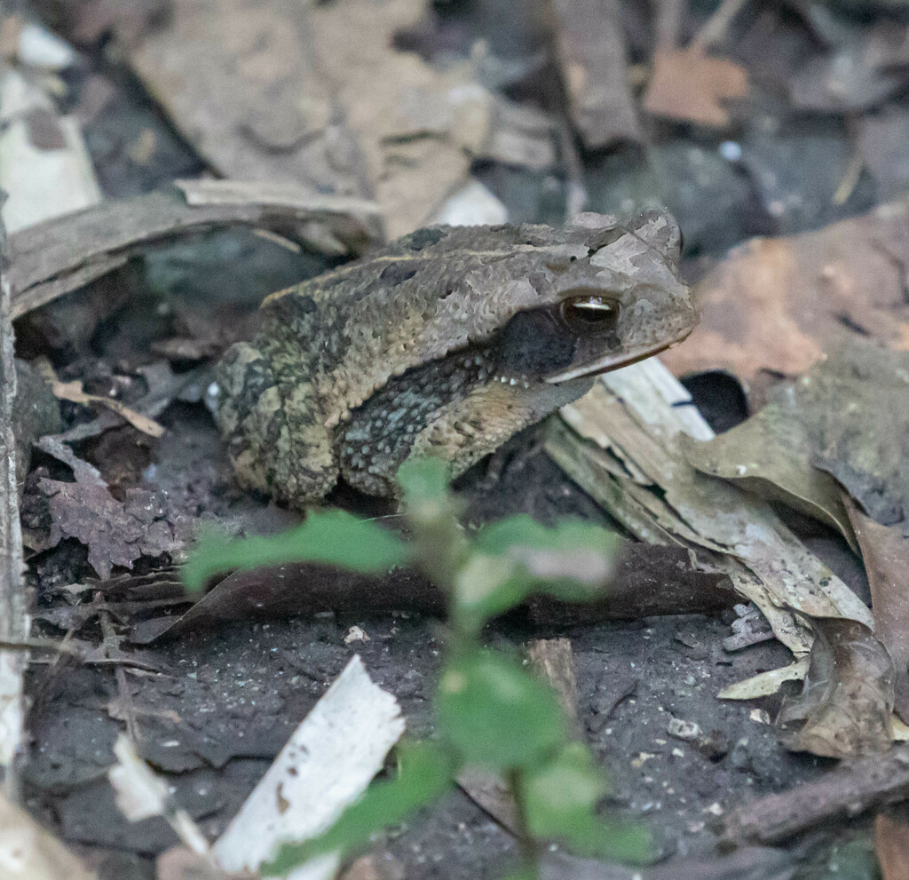 Central American Toads from Orange Walk District, Belize on January 19 ...
