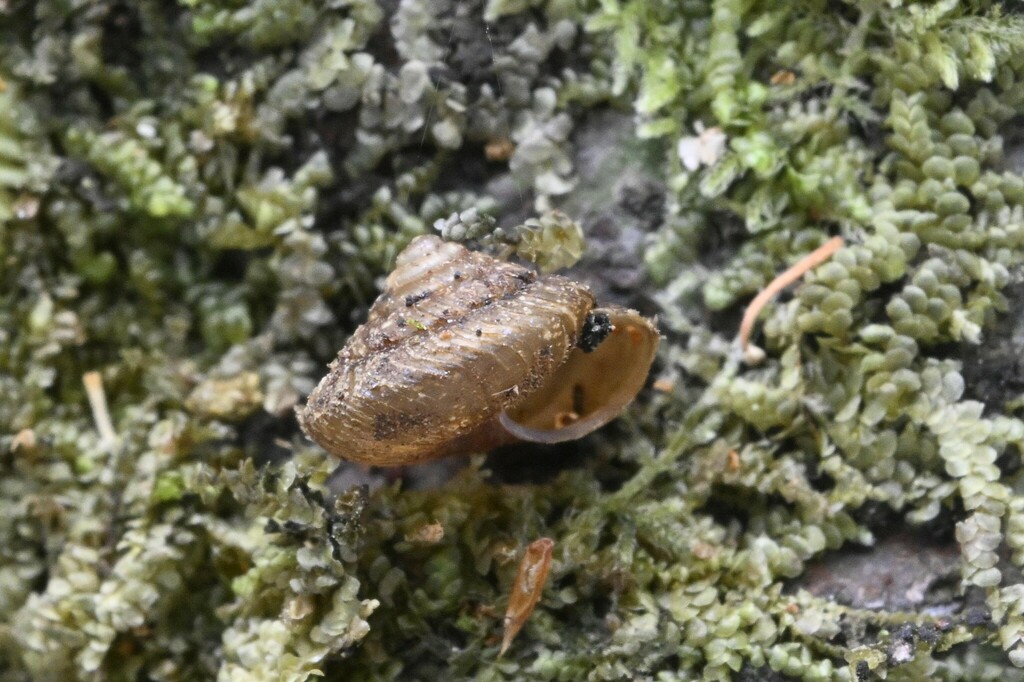 Pinwheel snails from Nihotupu, Auckland 0604, New Zealand on February 1 ...