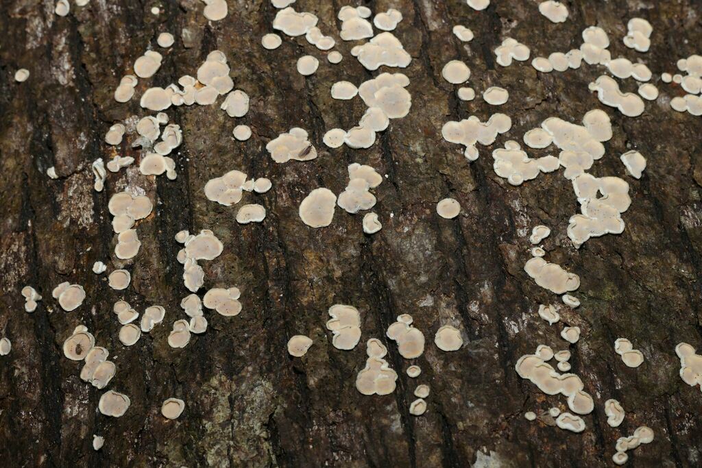 Smooth Patch Disease in January 2025 by lynath. On trunk of live oak ...