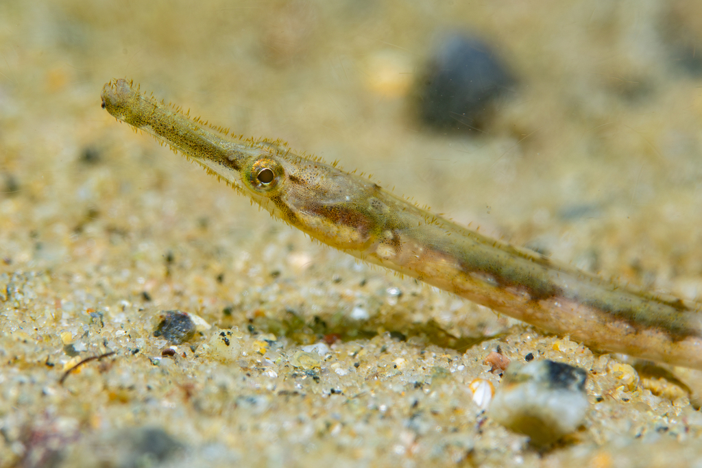 Northern Pipefish from Rockport, MA, USA on August 27, 2024 at 02:53 PM ...
