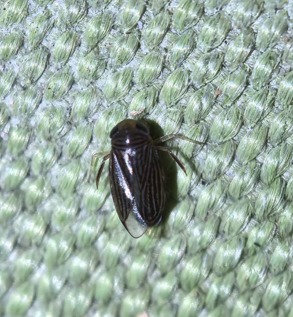 Micronecta from Minneriya-Giritale Section II, Minneriya, LK-PR-HI, LK ...