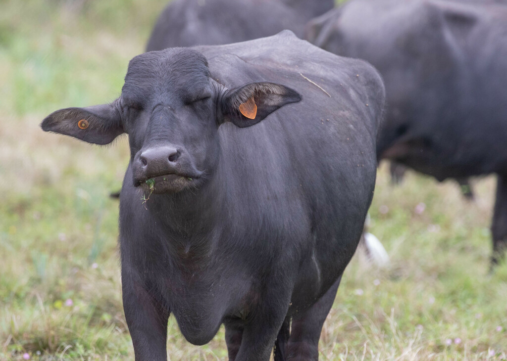Domestic Cattle from Orange Walk District, Belize on January 23, 2025 ...