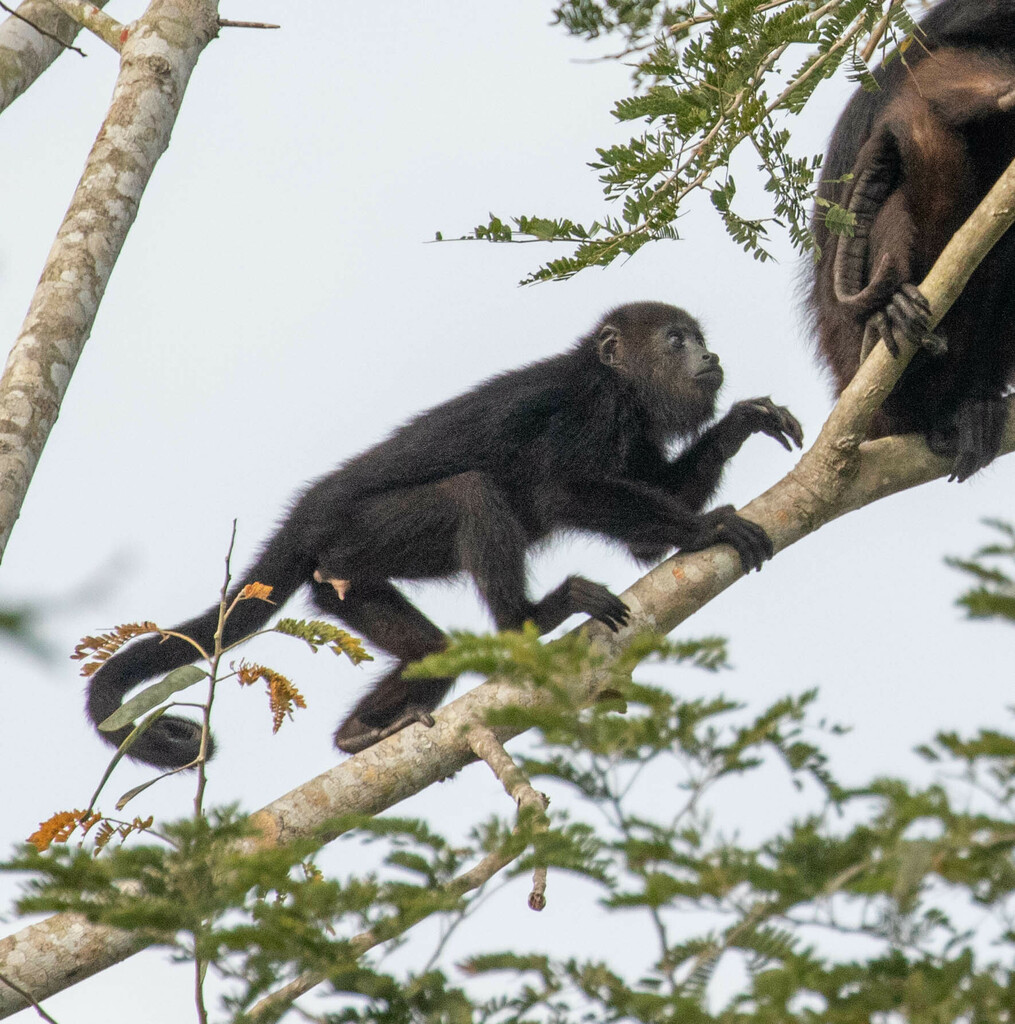 Howler Monkeys from Crooked Tree, Belize on January 25, 2025 at 02:43 ...