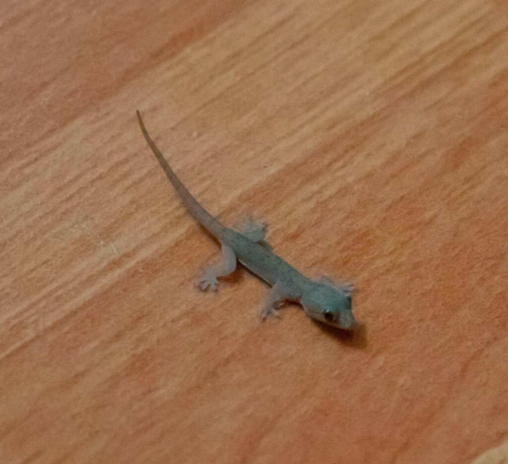 House Geckos from Belize District, Belize on January 25, 2025 at 04:13 ...